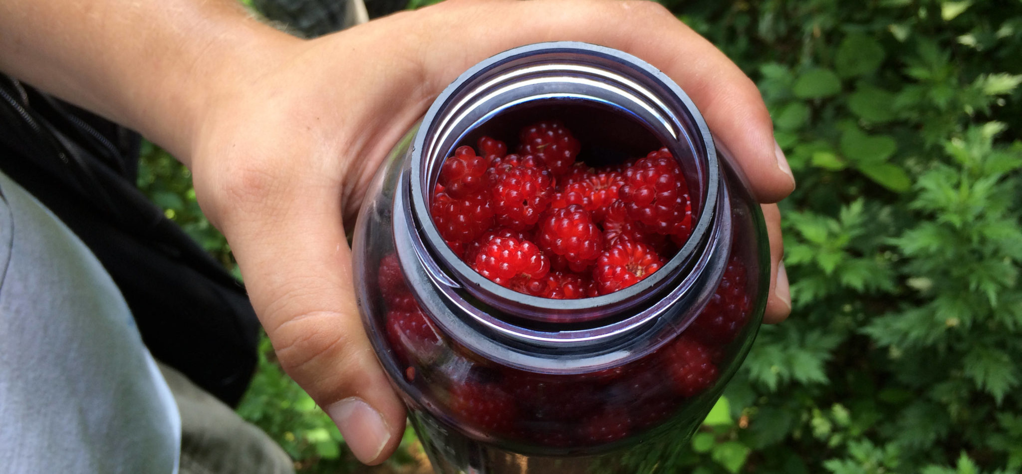 Picking Wild Berries | Excursion | Guide | Hidden Trenton